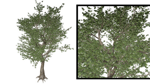 ArtStation - American Sycamore Tree #03 - High Poly Tree (3D Model ...
