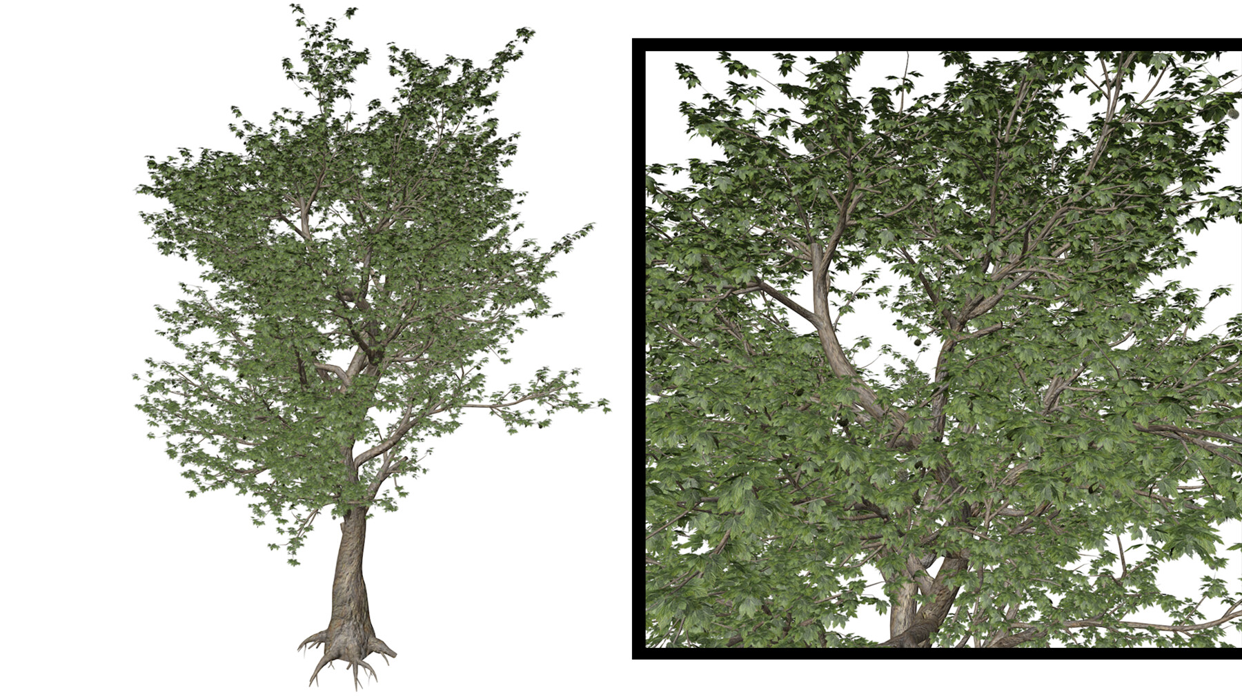 ArtStation - American Sycamore Tree #03 - High Poly Tree (3D Model ...