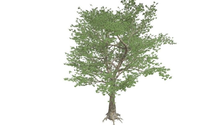 ArtStation - American Sycamore Tree #03 - High Poly Tree (3D Model ...