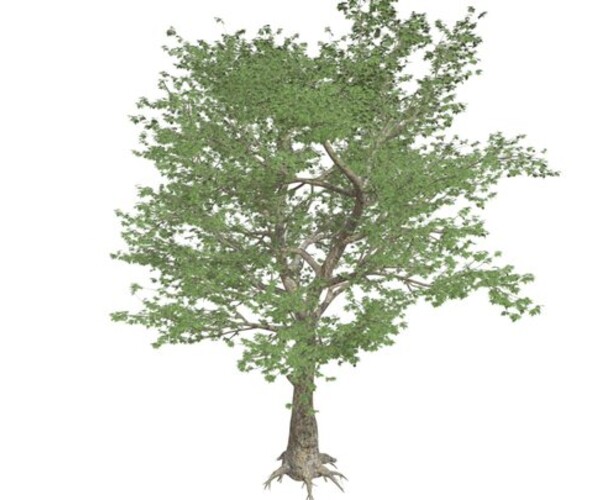 ArtStation - American Sycamore Tree #03 - High Poly Tree (3D Model ...