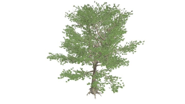 ArtStation - American Sycamore Tree #04 - High Poly Tree (3D Model ...