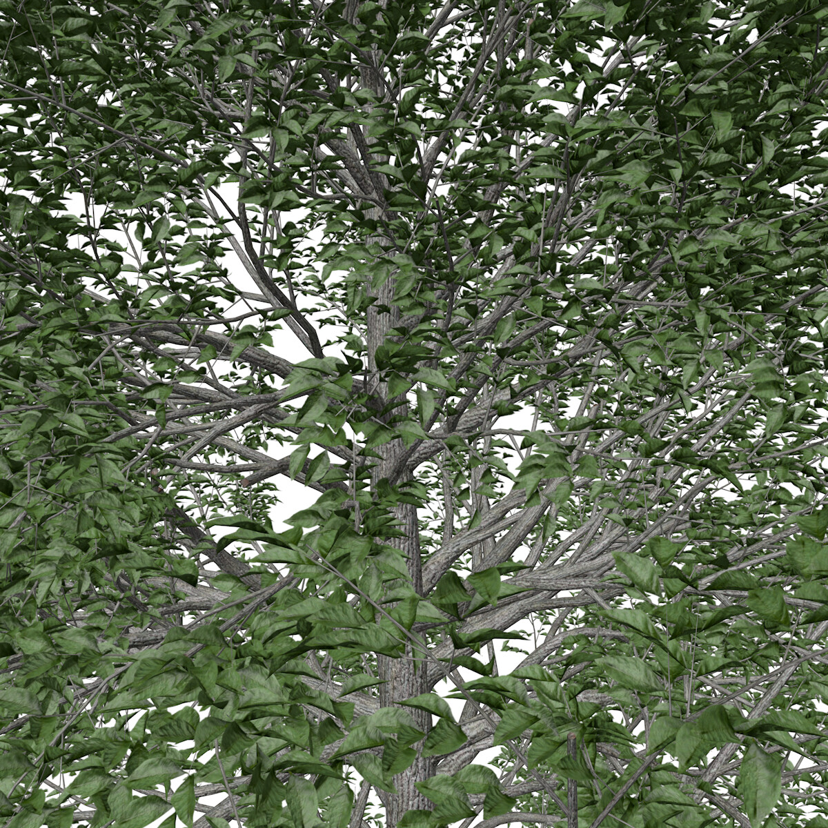 ArtStation - Black Gum Tree #05 - High Poly Tree (3D Model) | Game Assets