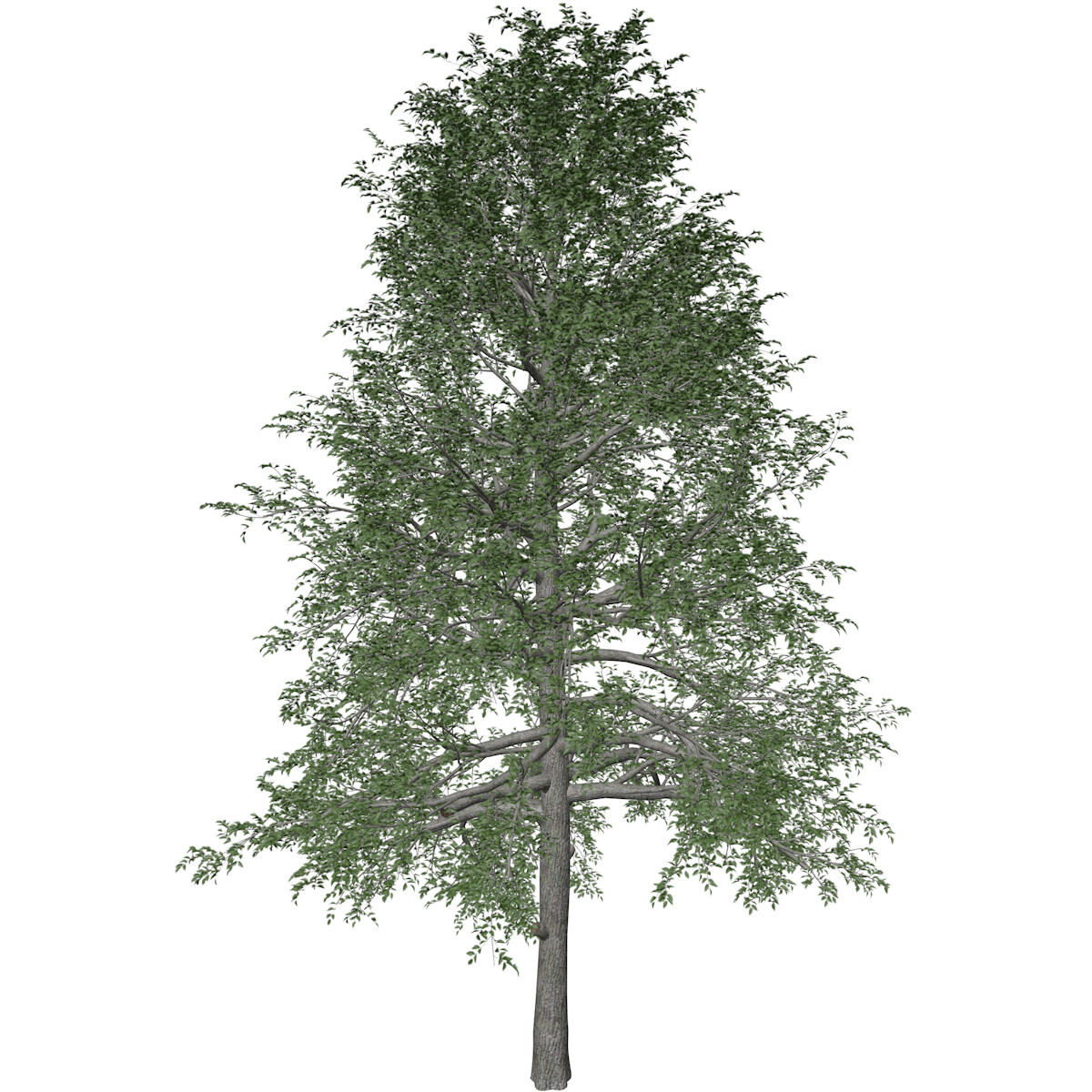 ArtStation - Black Gum Tree #06 - High Poly Tree (3D Model) | Game Assets