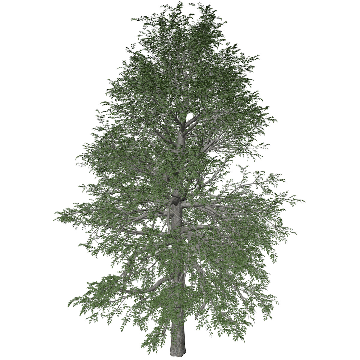 ArtStation - Black Gum Tree #08 - High Poly Tree (3D Model) | Game Assets