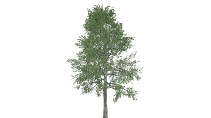ArtStation - Black Gum Tree #09 - High Poly Tree (3D Model) | Game Assets