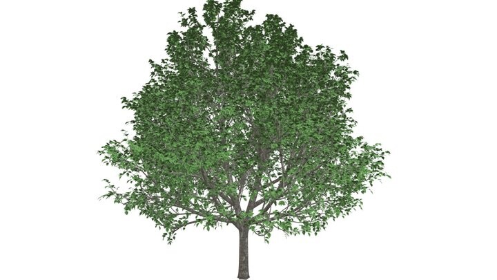ArtStation - Bradford Callery Pear Tree #01 - High Poly Tree (3D Model ...
