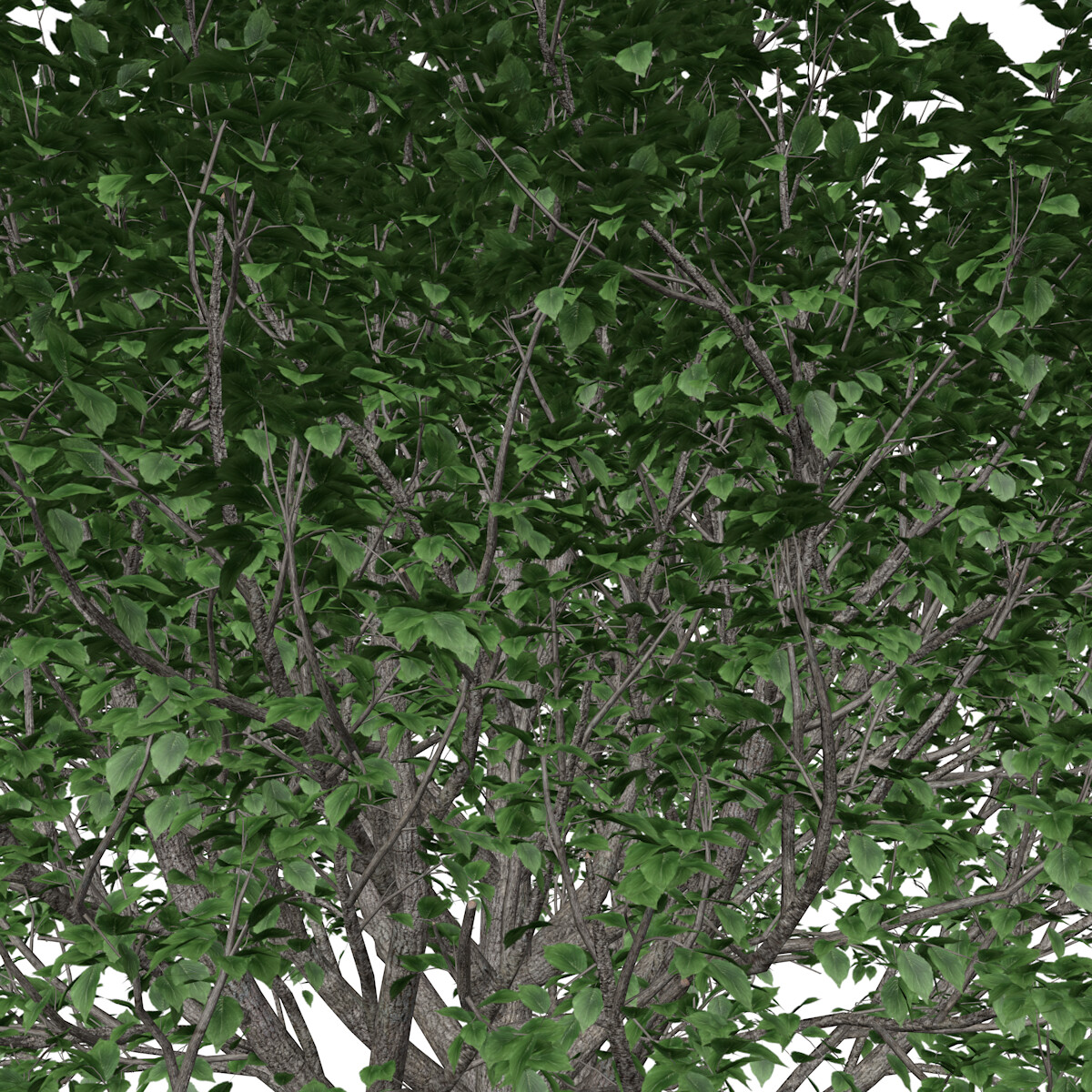 ArtStation - Bradford Callery Pear Tree #05 - High Poly Tree (3D Model ...