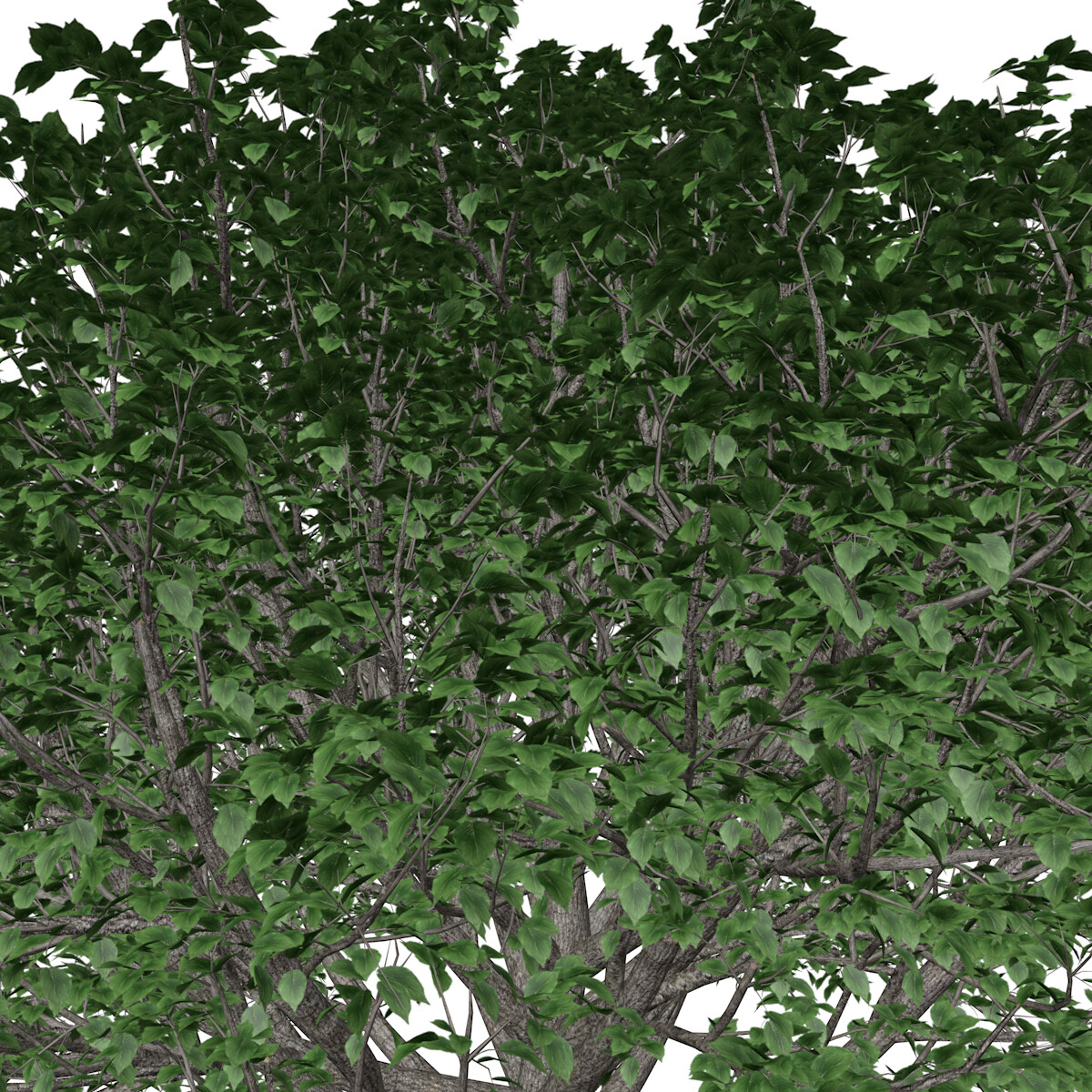 ArtStation - Bradford Callery Pear Tree #07 - High Poly Tree (3D Model ...