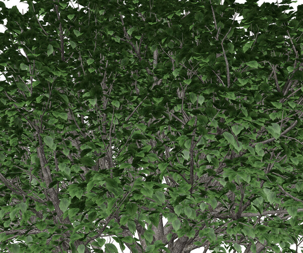 ArtStation - Bradford Callery Pear Tree #07 - High Poly Tree (3D Model ...