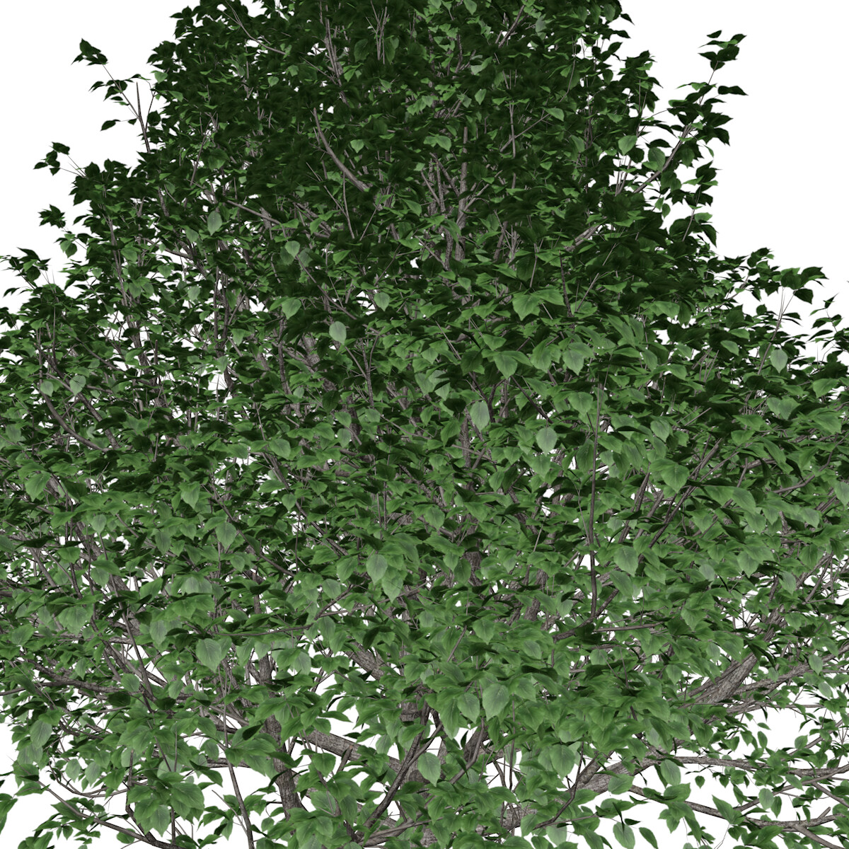 ArtStation - Bradford Callery Pear Tree #10 - High Poly Tree (3D Model ...