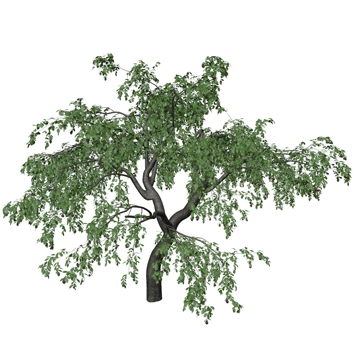 ArtStation - Cherry Tree #01 - High Poly Tree (3D Model) | Game Assets