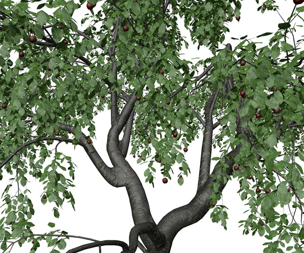 ArtStation - Cherry Tree #01 - High Poly Tree (3D Model) | Game Assets