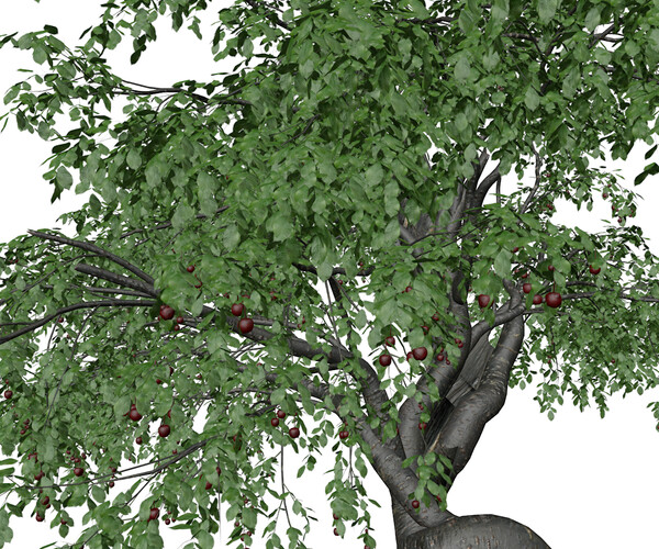 ArtStation - Cherry Tree #04 - High Poly Tree (3D Model) | Game Assets
