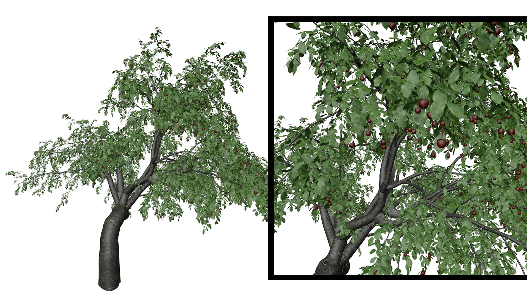 ArtStation - Cherry Tree #06 - High Poly Tree (3D Model) | Game Assets