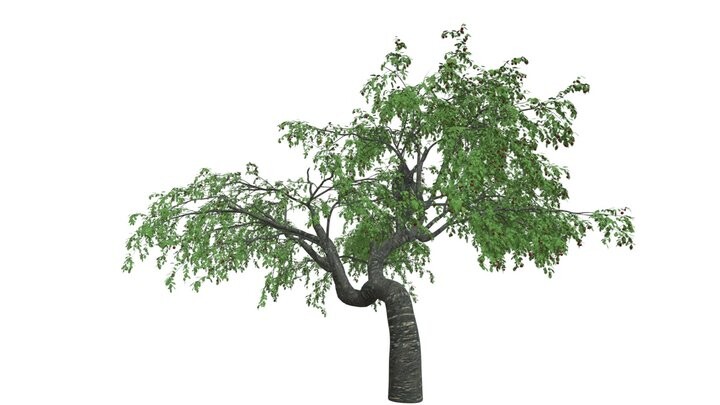 ArtStation - Cherry Tree #06 - High Poly Tree (3D Model) | Game Assets
