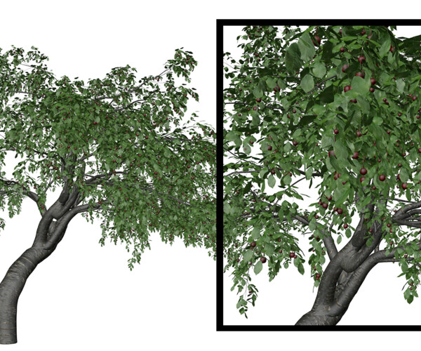 ArtStation - Cherry Tree #08 - High Poly Tree (3D Model) | Game Assets