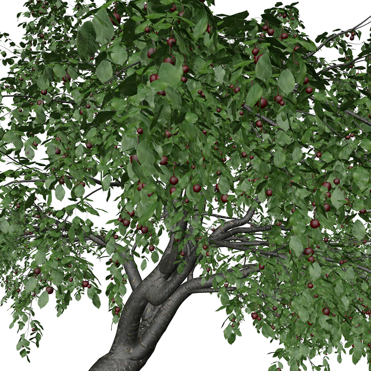 ArtStation - Cherry Tree #08 - High Poly Tree (3D Model) | Game Assets