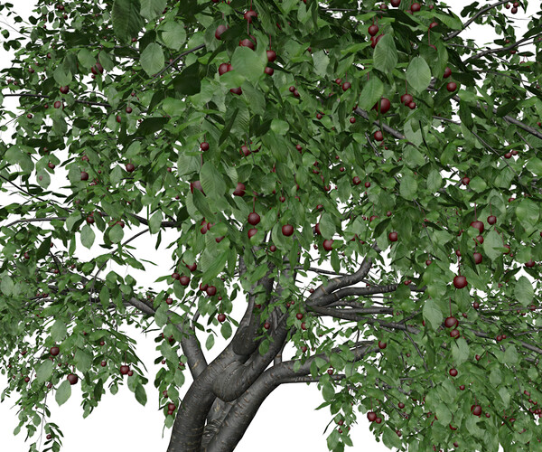 ArtStation - Cherry Tree #08 - High Poly Tree (3D Model) | Game Assets