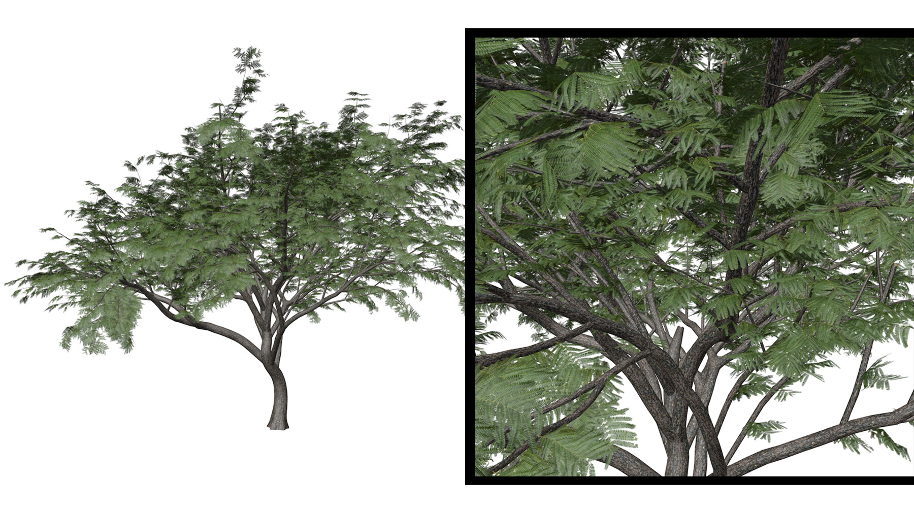 ArtStation - Common Hook-Thorn Tree #01 - High Poly Tree (3D Model) | Game Assets