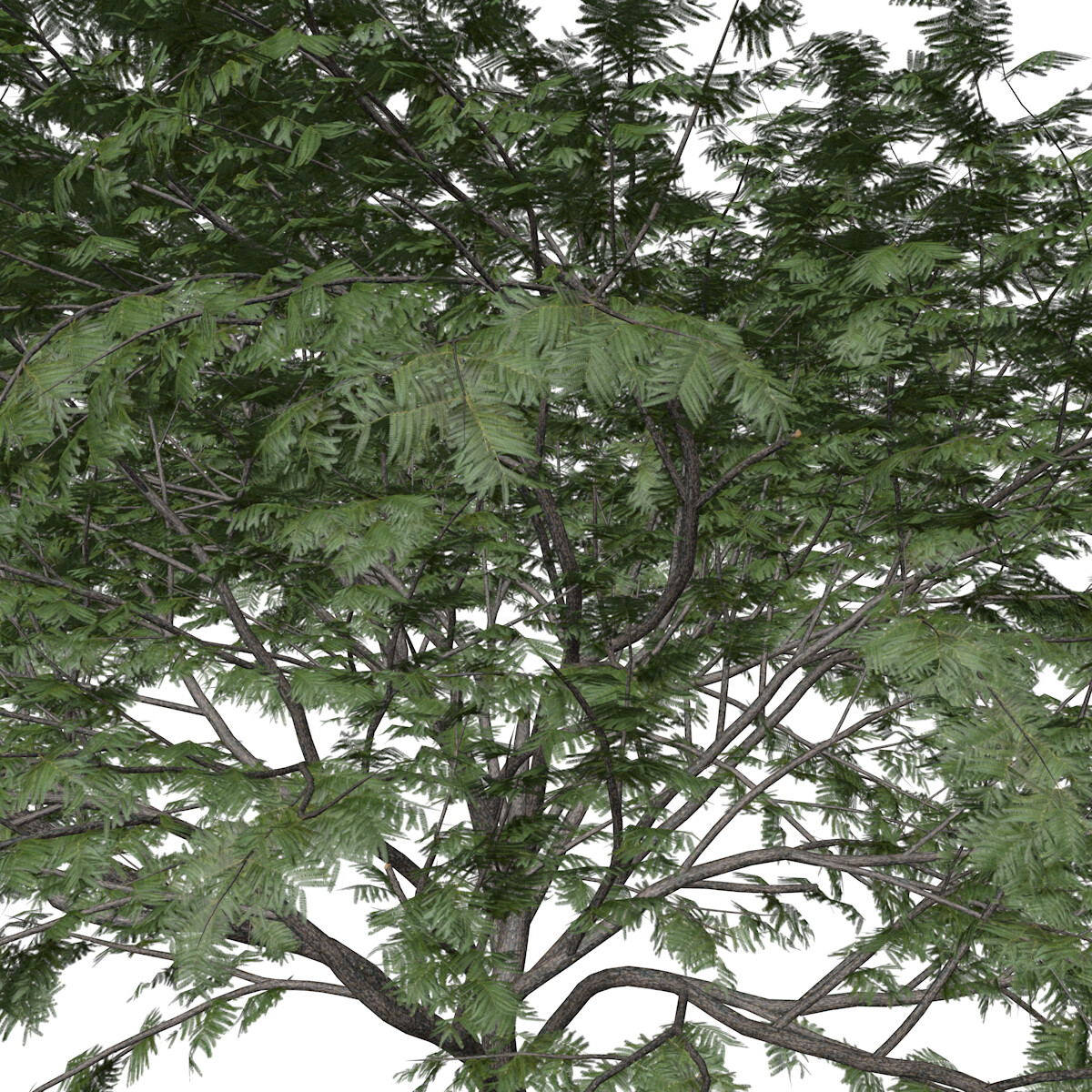 ArtStation - Common Hook-Thorn Tree #05 - High Poly Tree (3D Model ...