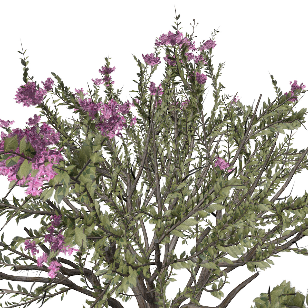 ArtStation - Crape Myrtle Tree #01 - High Poly Tree (3D Model) | Game ...