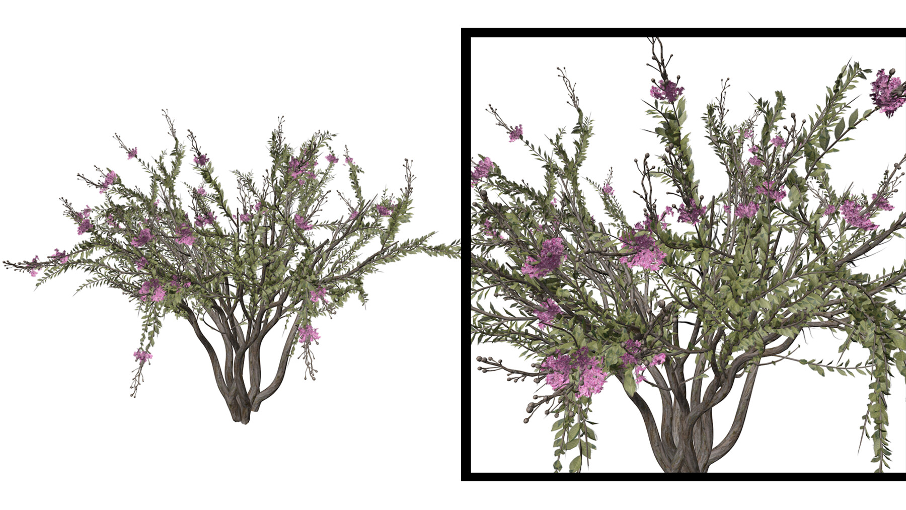 ArtStation - Crape Myrtle Tree #03 - High Poly Tree (3D Model) | Game ...
