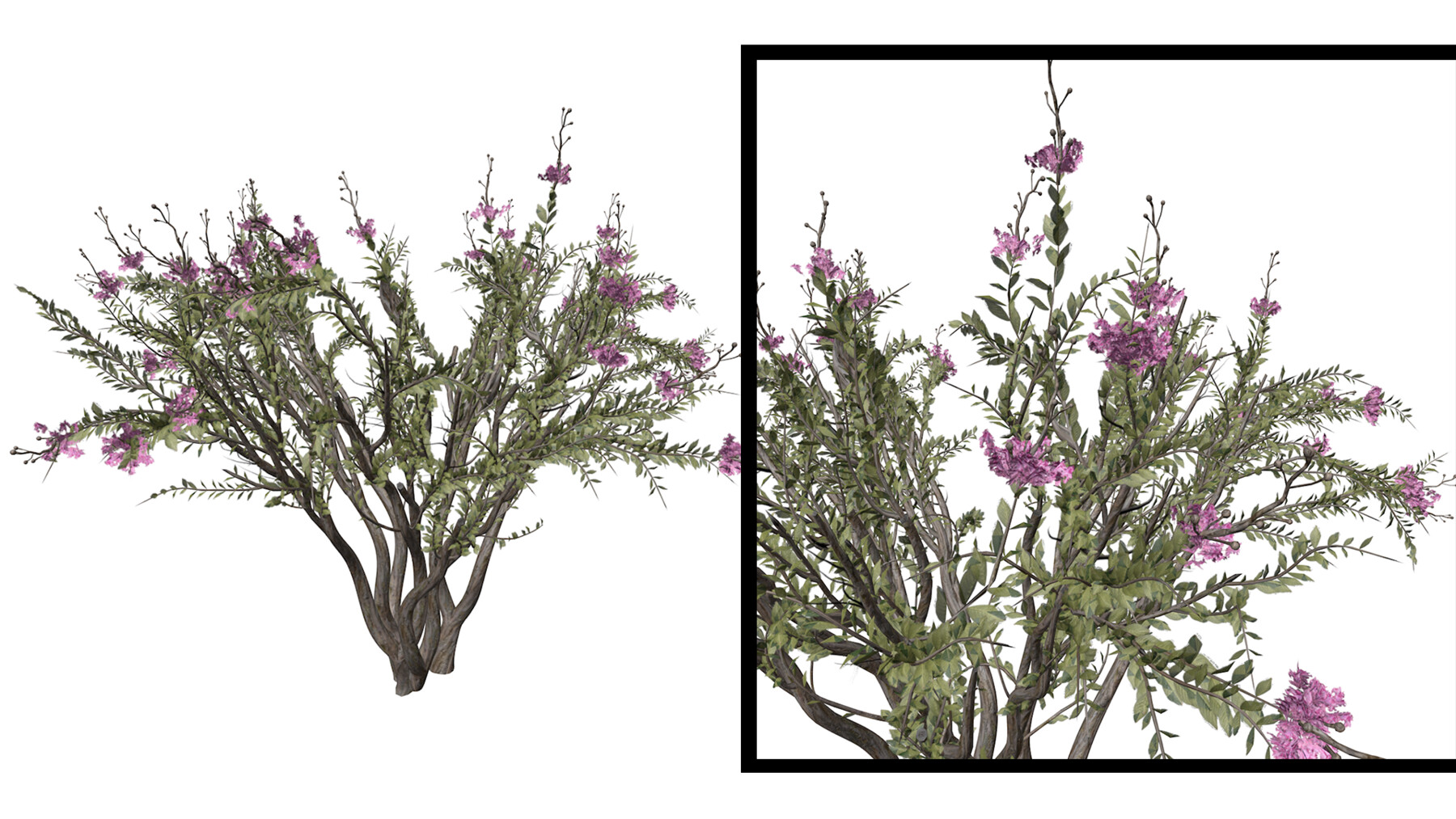 ArtStation - Crape Myrtle Tree #05 - High Poly Tree (3D Model) | Game ...