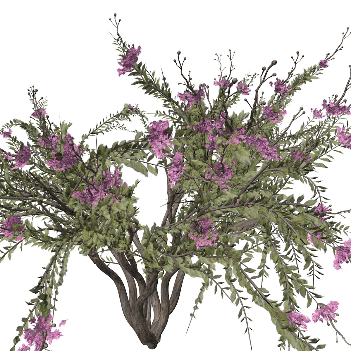 ArtStation - Crape Myrtle Tree #07 - High Poly Tree (3D Model) | Game ...