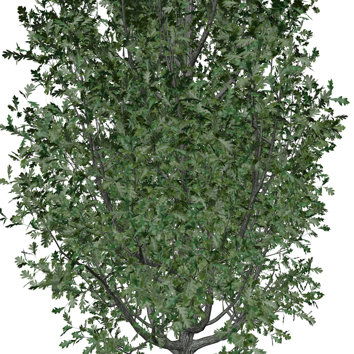 ArtStation - Cypress Oak Tree #02 - High Poly Tree (3D Model) | Game Assets