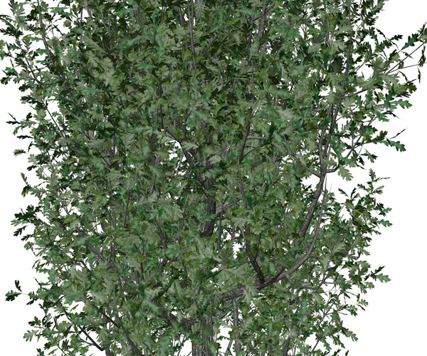 ArtStation - Cypress Oak Tree #03 - High Poly Tree (3D Model) | Game Assets