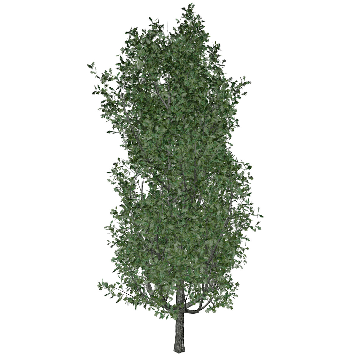 ArtStation - Cypress Oak Tree #07 - High Poly Tree (3D Model) | Game Assets