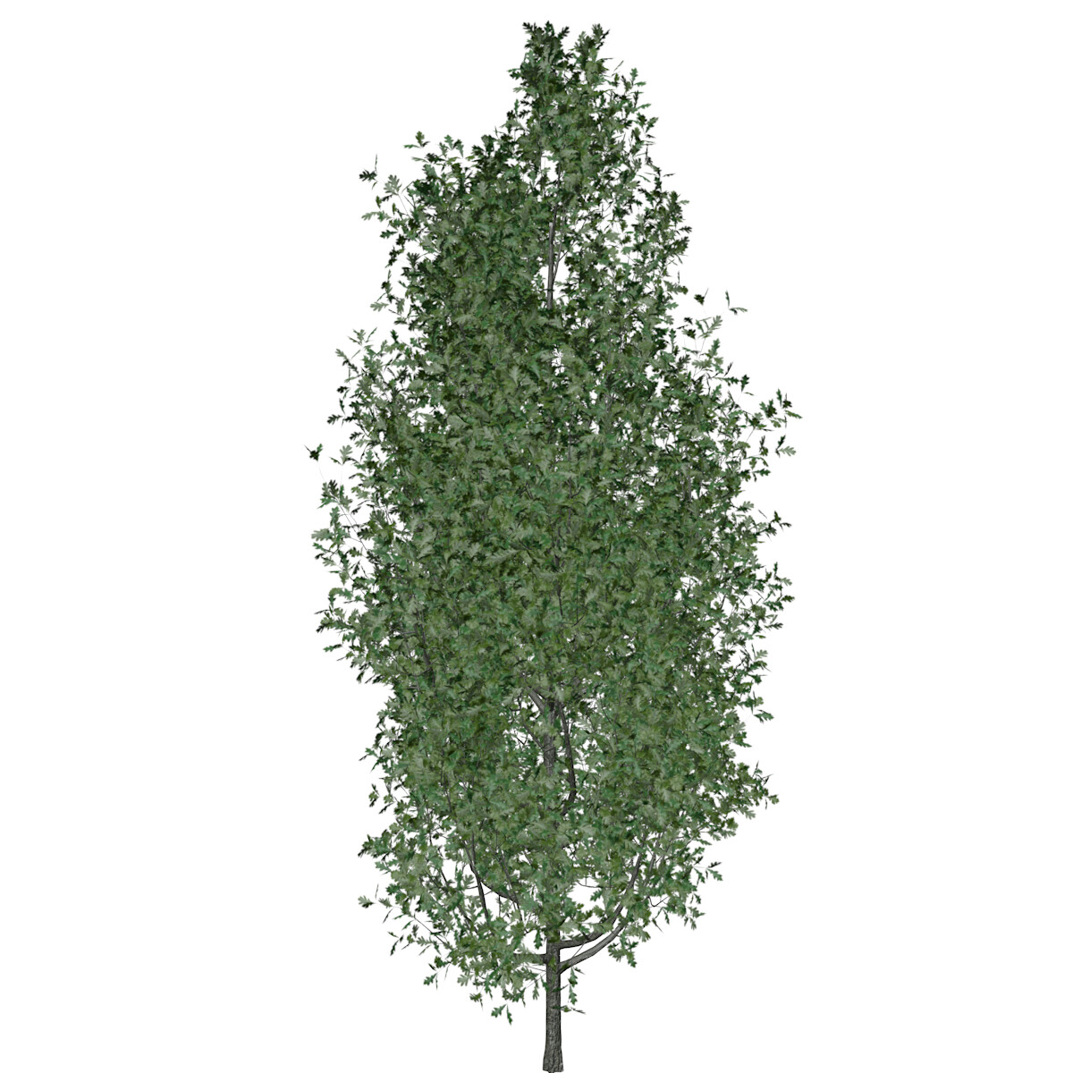 ArtStation - Cypress Oak Tree #09 - High Poly Tree (3D Model) | Game Assets