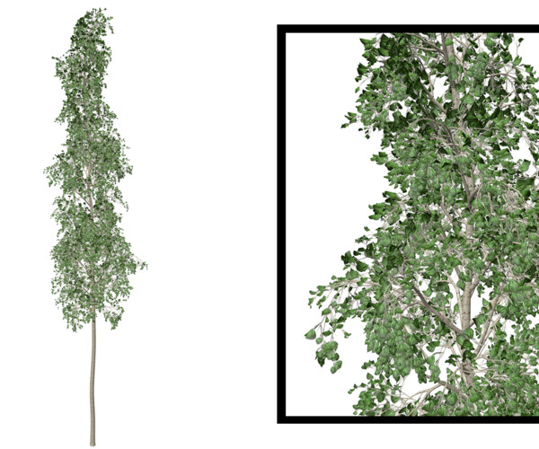 ArtStation - European Aspen Tree #02 - High Poly Tree (3D Model) | Game ...