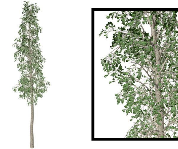 ArtStation - European Aspen Tree #04 - High Poly Tree (3D Model) | Game ...