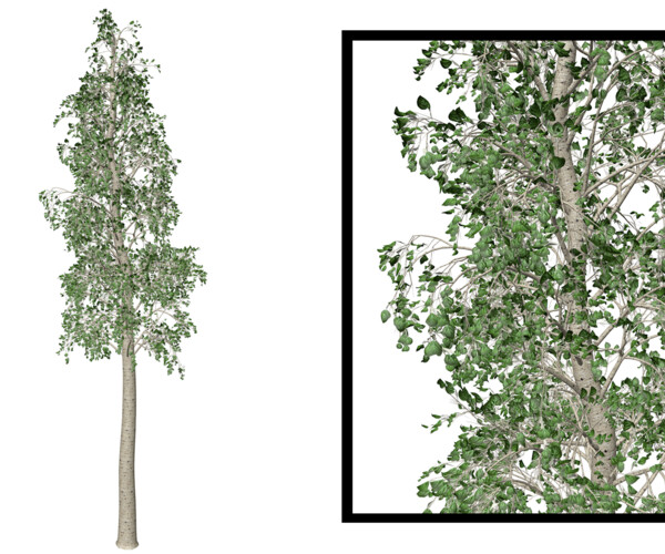 ArtStation - European Aspen Tree #08 - High Poly Tree (3D Model) | Game ...