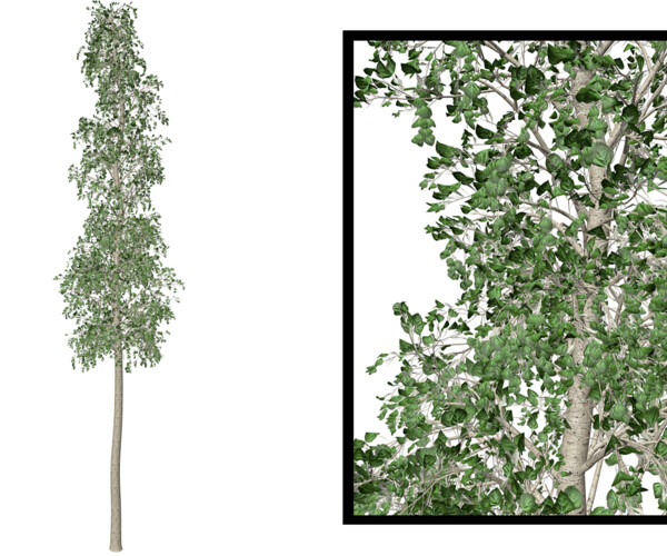 ArtStation - European Aspen Tree #09 - High Poly Tree (3D Model) | Game ...