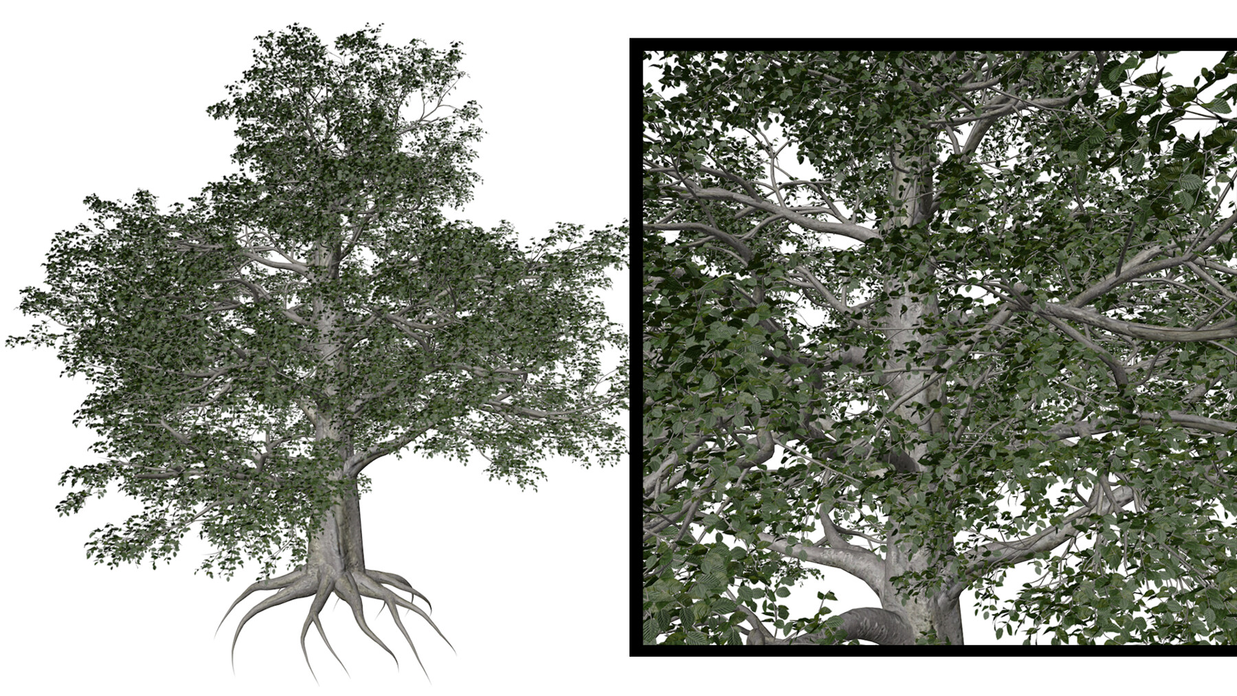 ArtStation - European Beech Tree #01 - High Poly Tree (3D Model) | Game Assets
