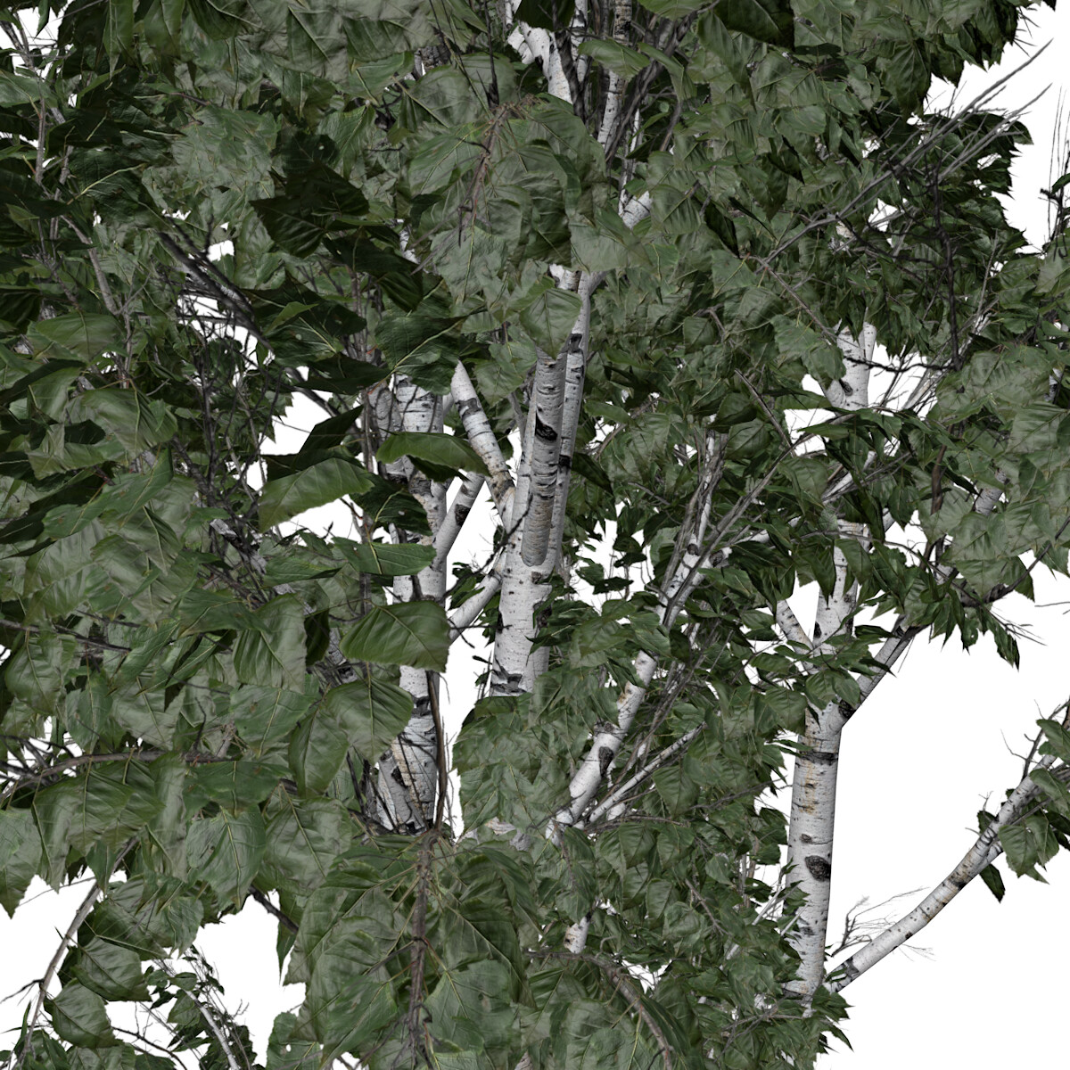 ArtStation - European White Birch Tree #01 - High Poly Tree (3D Model ...