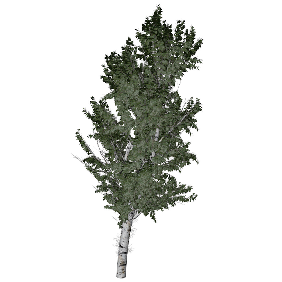 ArtStation - European White Birch Tree #02 - High Poly Tree (3D Model ...