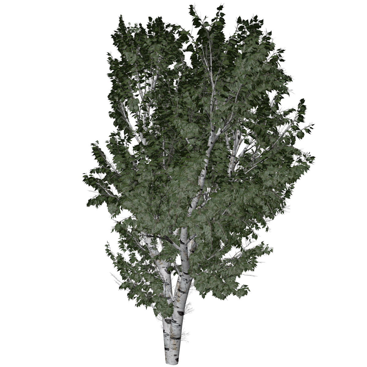 ArtStation - European White Birch Tree #06 - High Poly Tree (3D Model ...