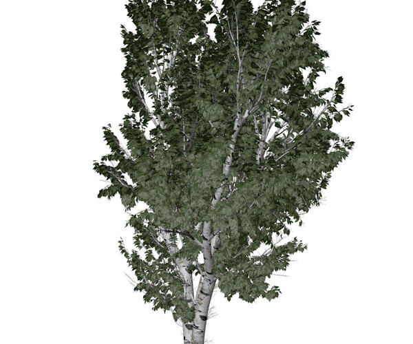 ArtStation - European White Birch Tree #06 - High Poly Tree (3D Model ...