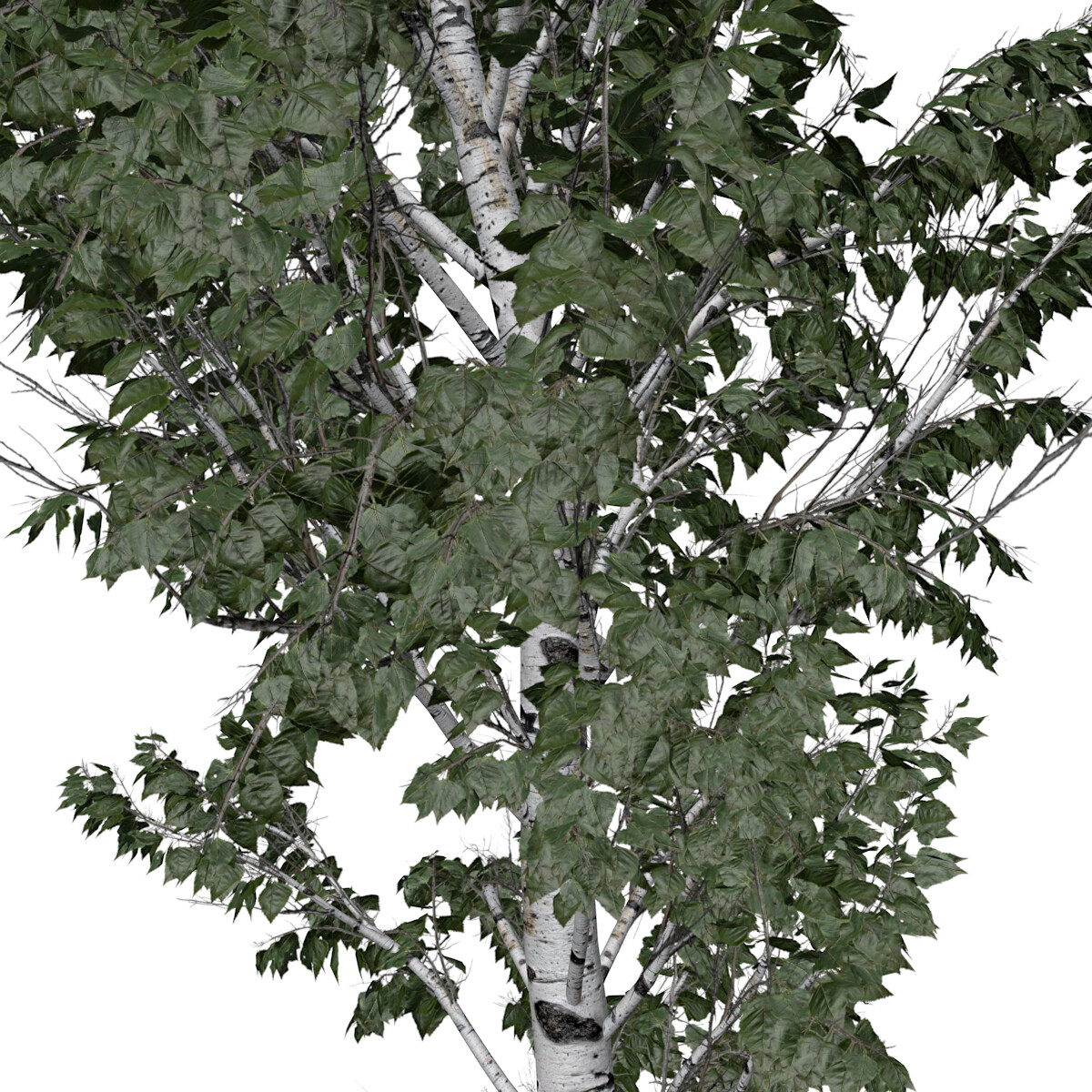 ArtStation - European White Birch Tree #08 - High Poly Tree (3D Model ...