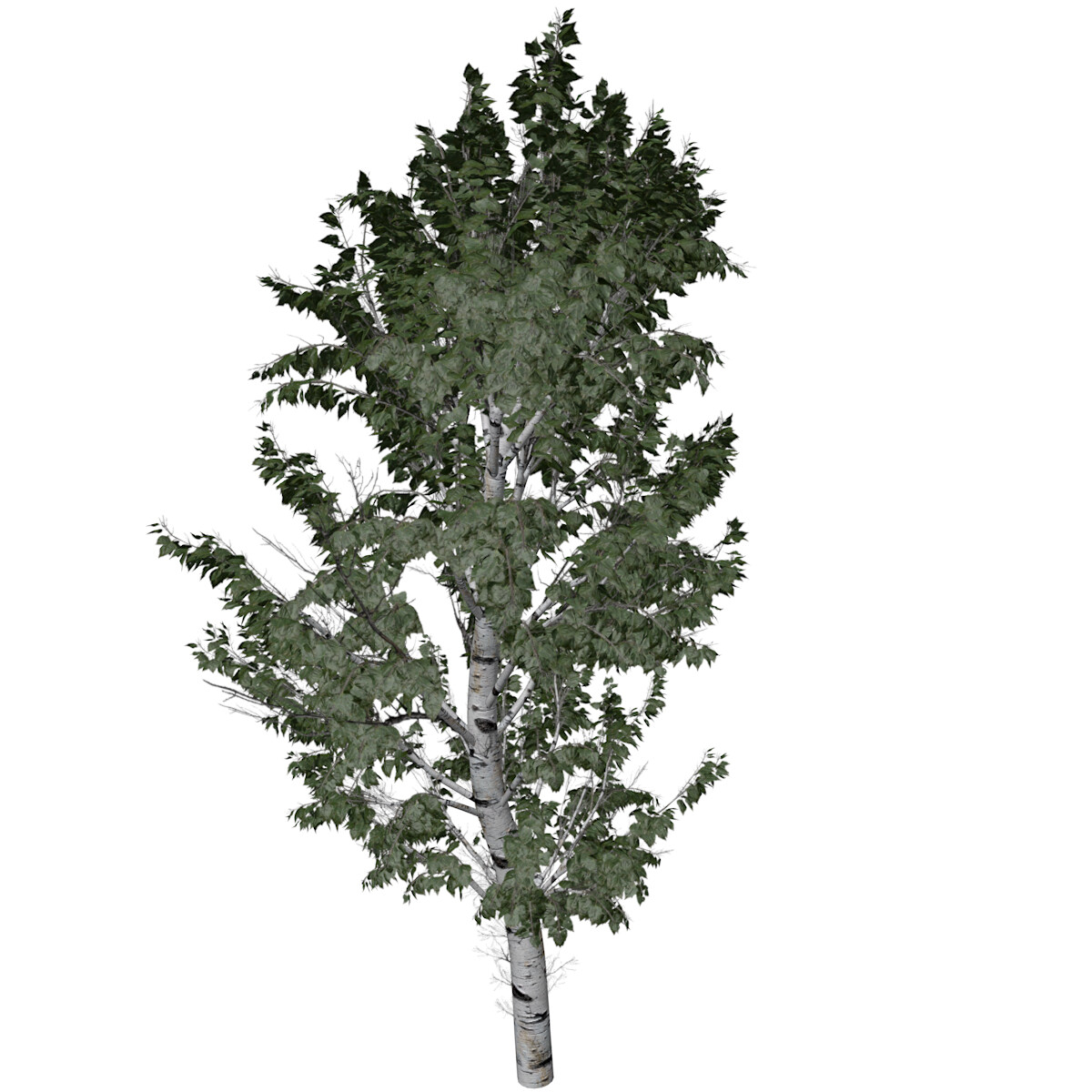 ArtStation - European White Birch Tree #09 - High Poly Tree (3D Model ...