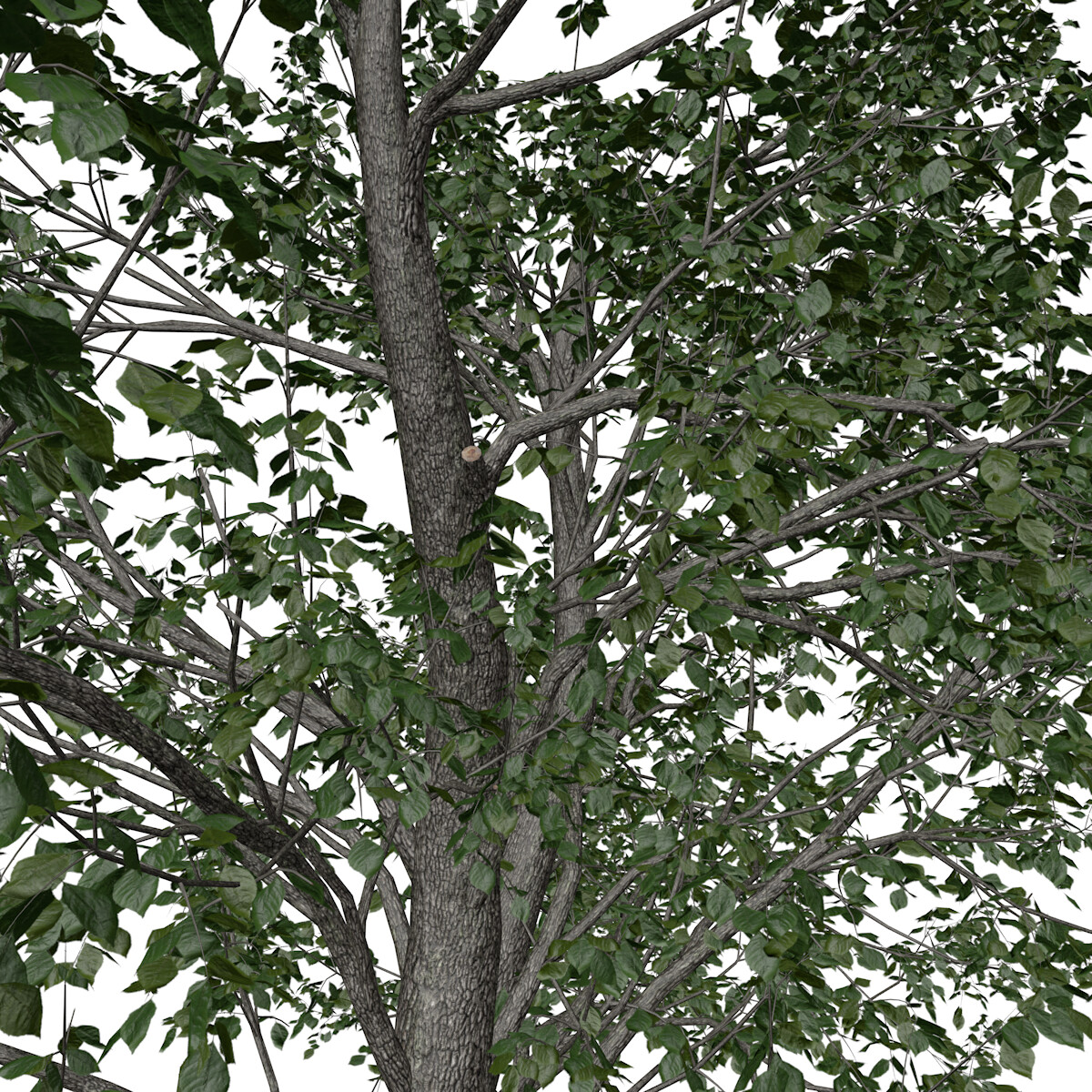ArtStation - Green Ash Tree #05 - High Poly Tree (3D Model) | Game Assets