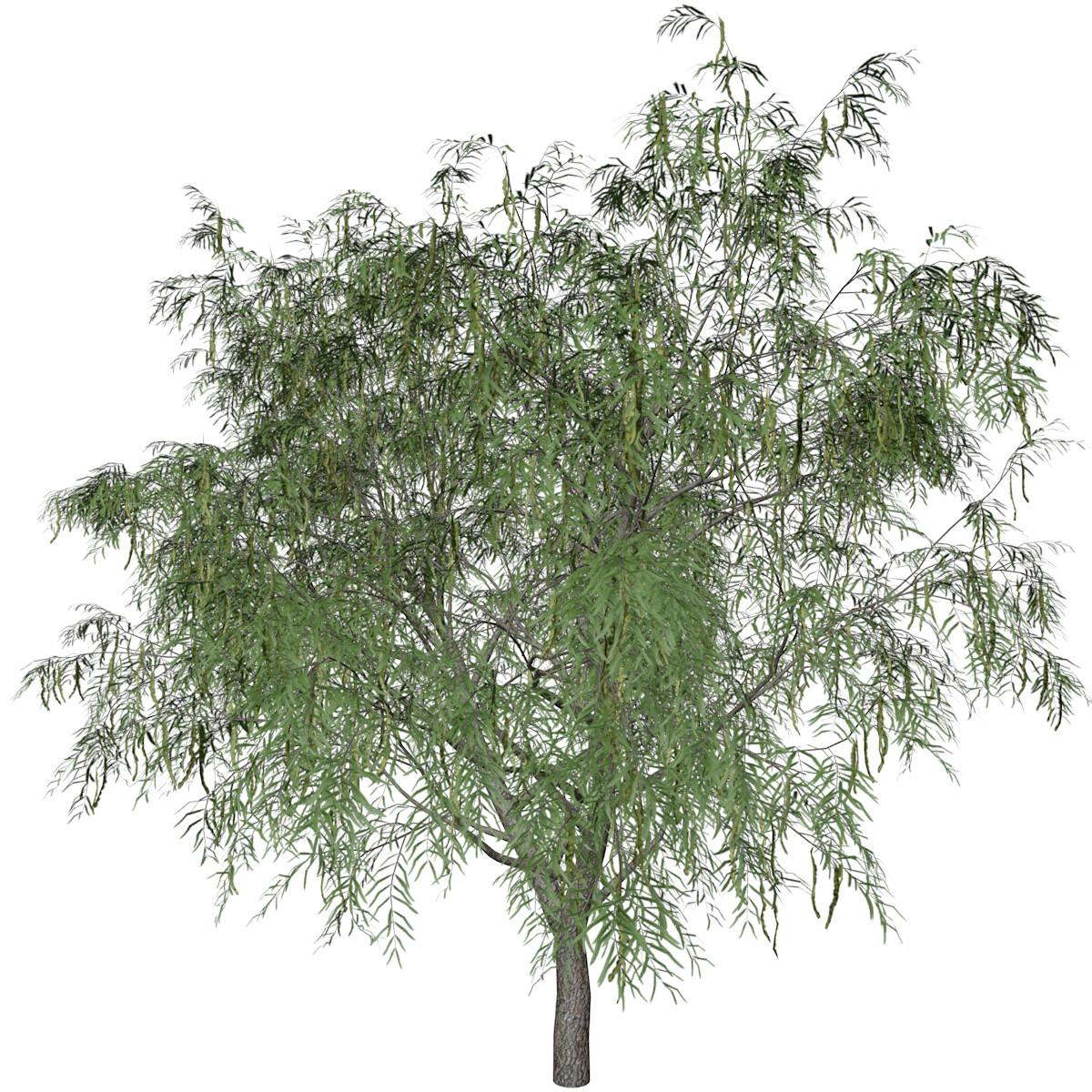 ArtStation - Honey Mesquite Tree #01 - High Poly Tree (3D Model) | Game ...