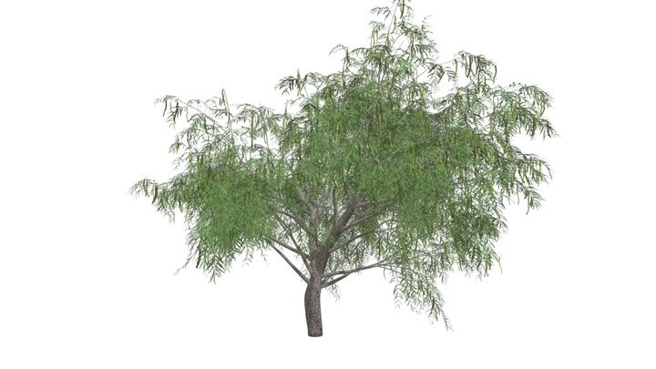 ArtStation - Honey Mesquite Tree #02 - High Poly Tree (3D Model) | Game ...