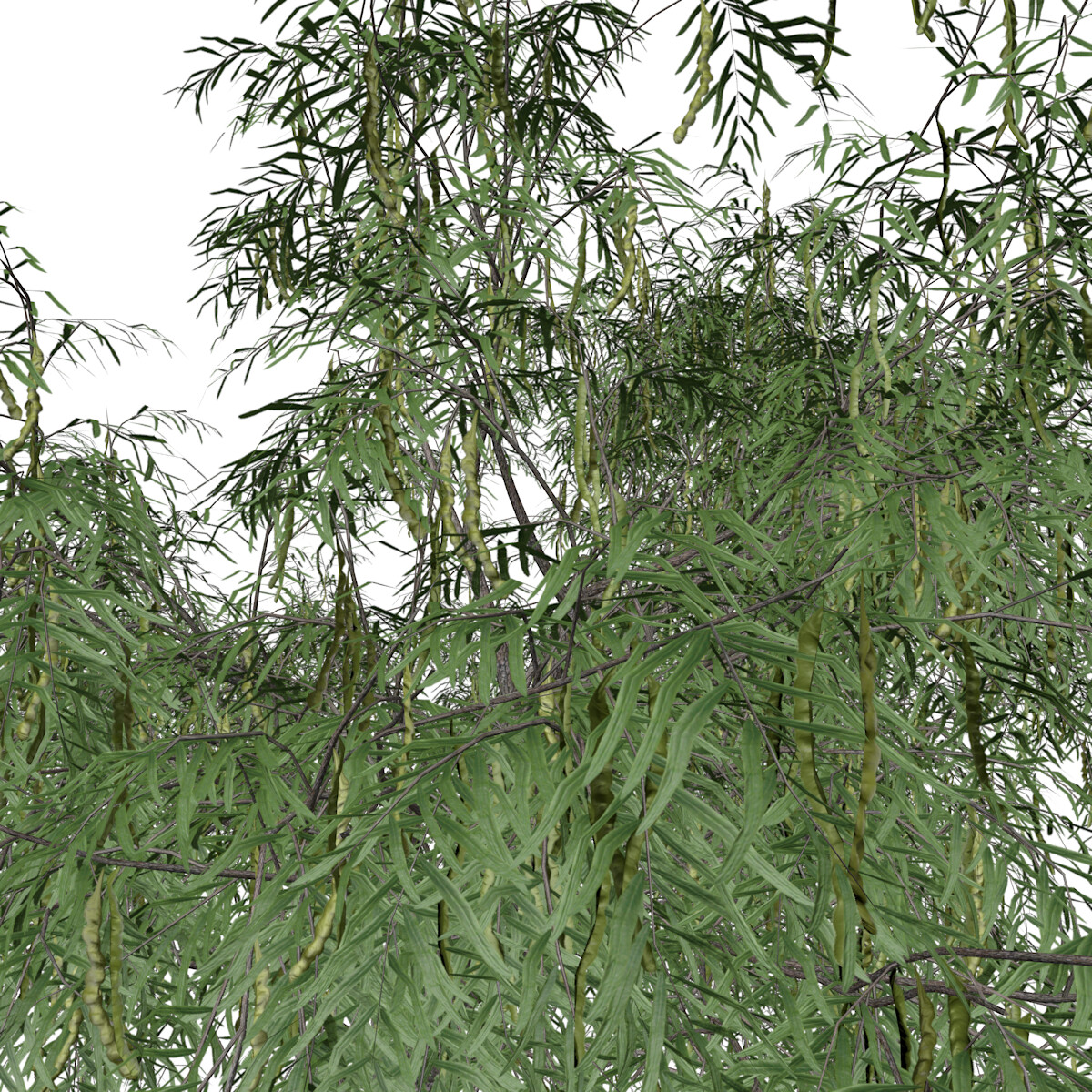 ArtStation - Honey Mesquite Tree #02 - High Poly Tree (3D Model) | Game ...