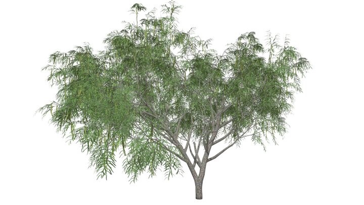 ArtStation - Honey Mesquite Tree #03 - High Poly Tree (3D Model) | Game ...