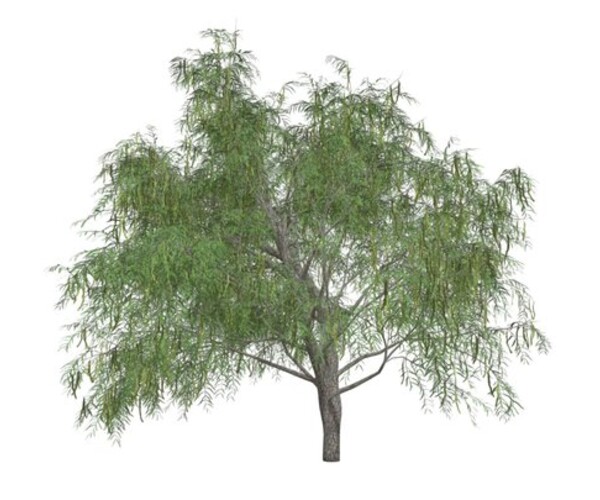 ArtStation - Honey Mesquite Tree #06 - High Poly Tree (3D Model) | Game ...