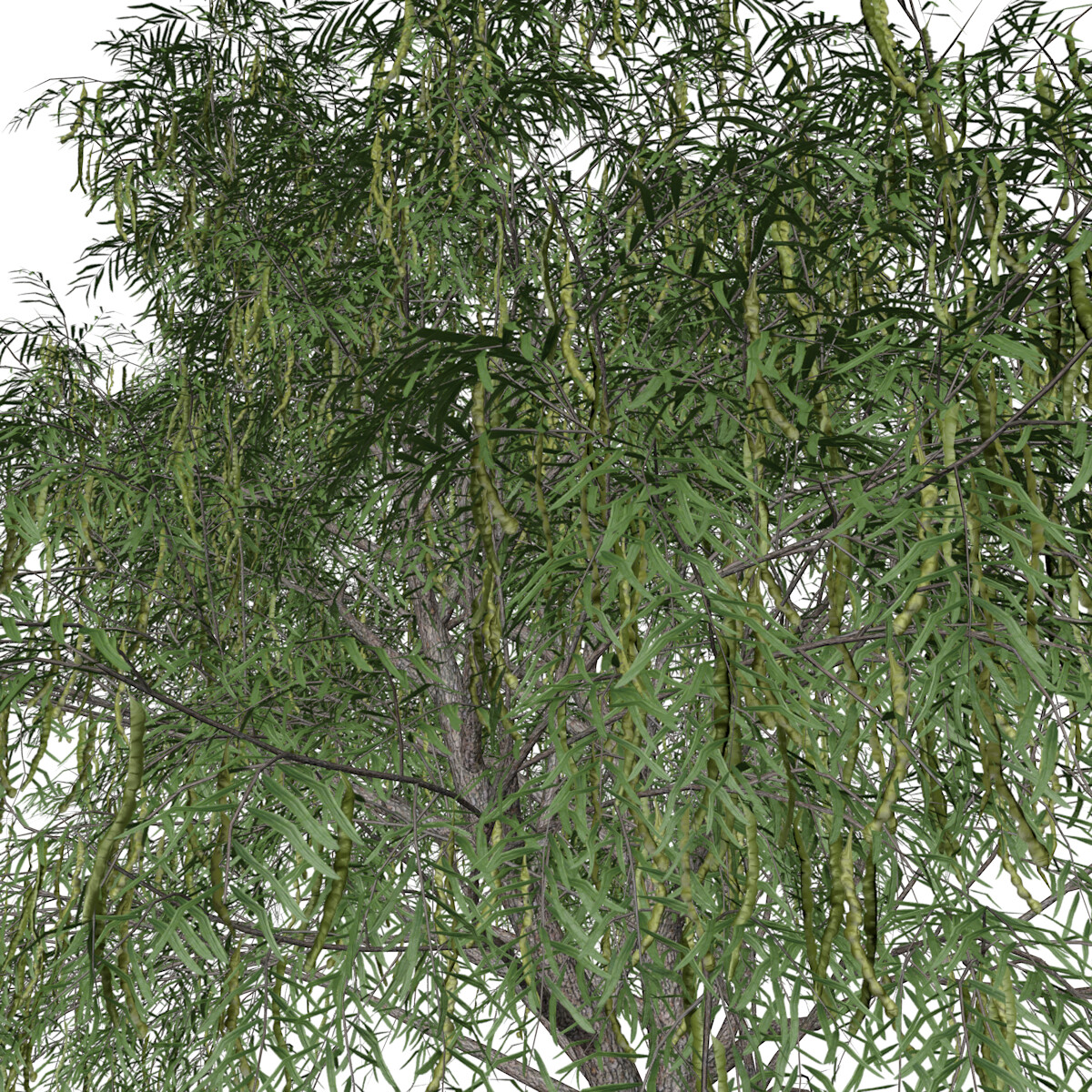 ArtStation - Honey Mesquite Tree #06 - High Poly Tree (3D Model) | Game ...